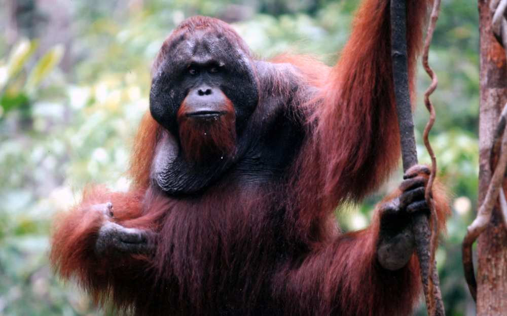 ORANGUTAN LIFE CYCLE | ORANGUTAN TOUR TANJUNG PUTING